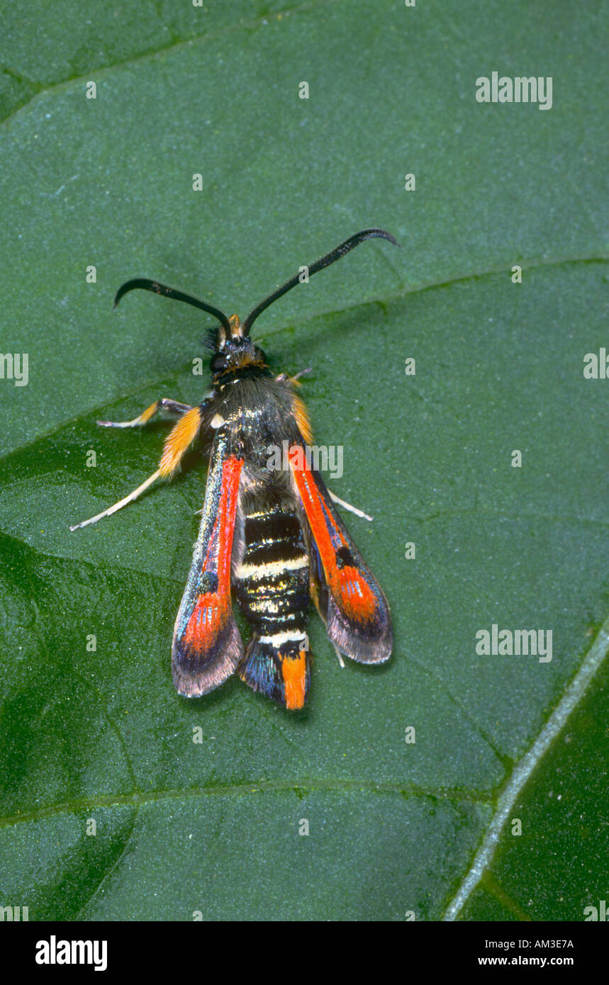 Fiery clearwing moth hi-res stock photography and images - Alamy