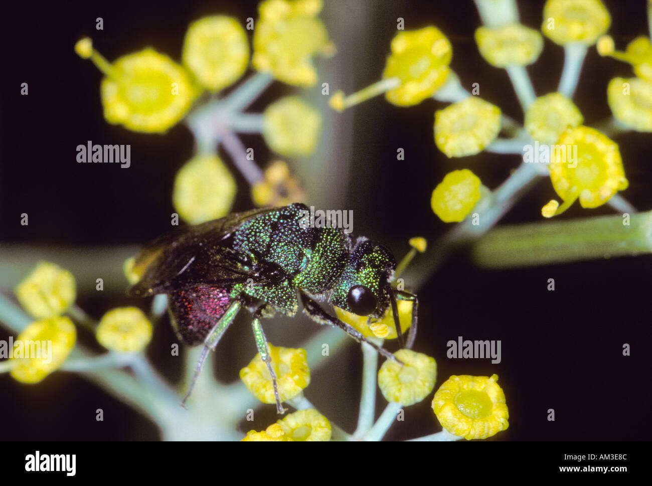 Ruby-tailed Wasp, Chrysis ignita. Collecting nectar on Euphorbiae ...