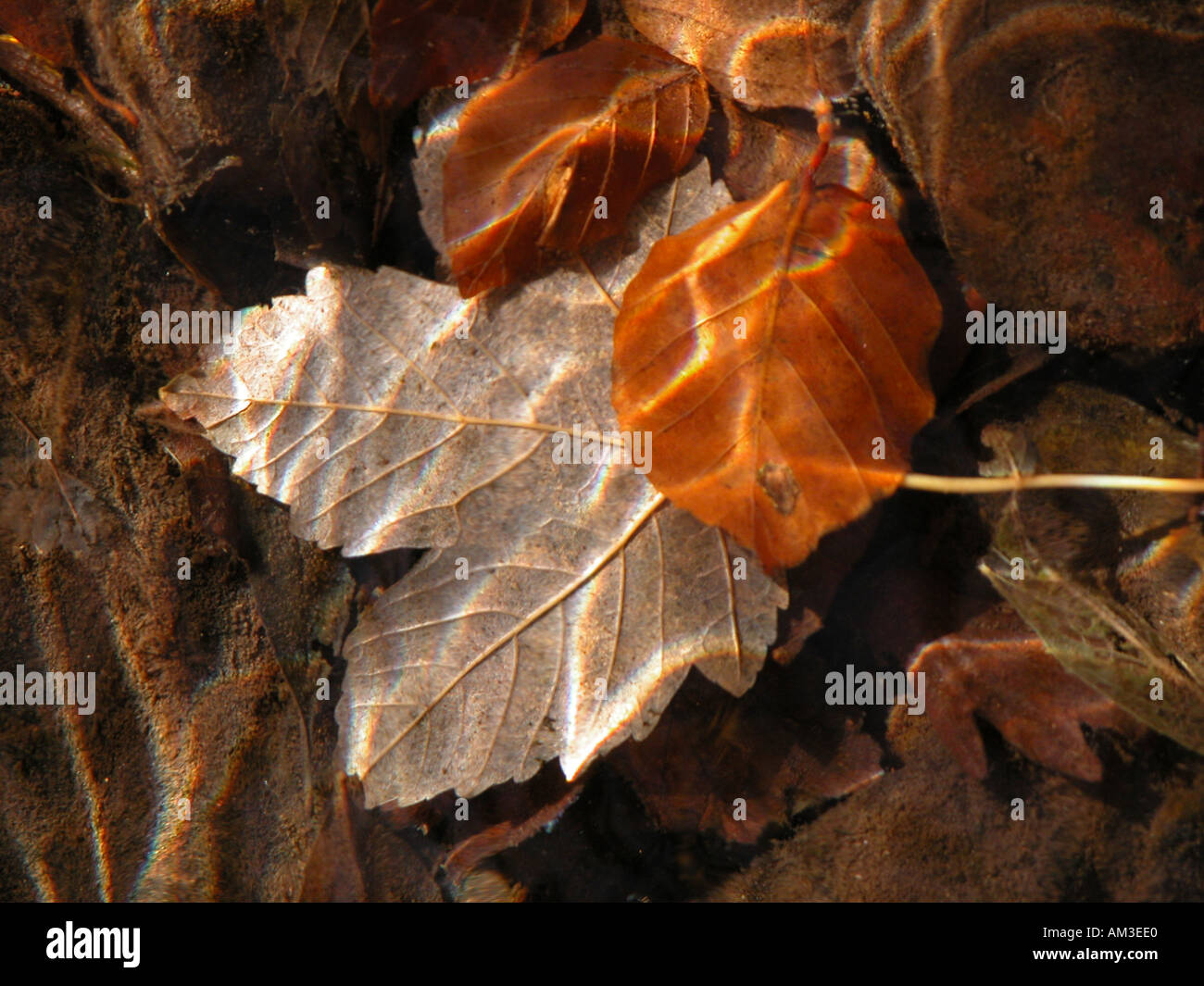 Decaying leaf in Exmoor stream Stock Photo - Alamy