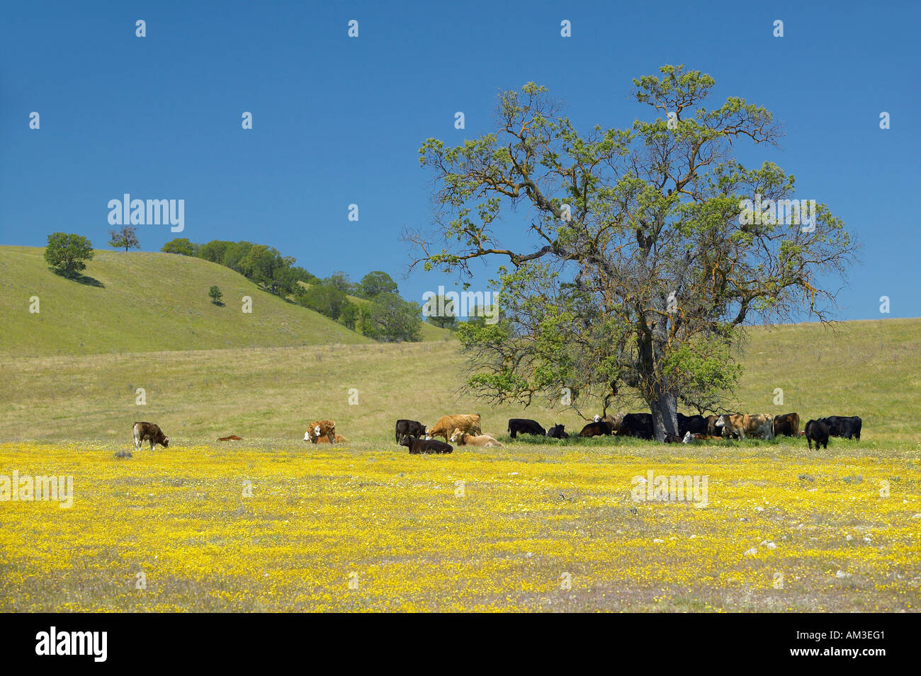 Cattle under tree off of Route 58 west of Bakersfield CA on Shell Creek ...