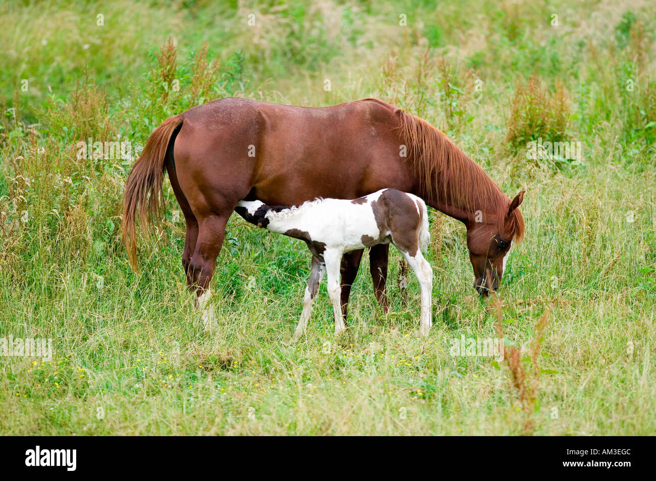 Colt and mother Horse on Blue Ridge Parkway Virginia Stock Photo - Alamy