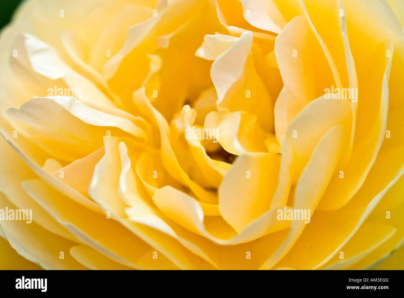 Nahaufnahme rosen detail hi-res stock photography and images - Alamy