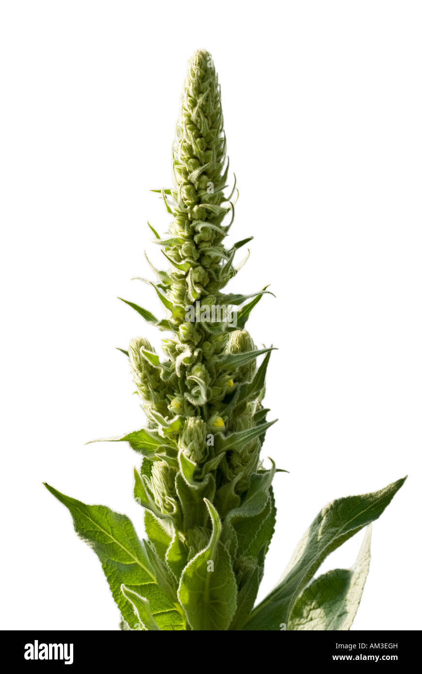 Koenigskerze wetterkerze hi-res stock photography and images - Alamy