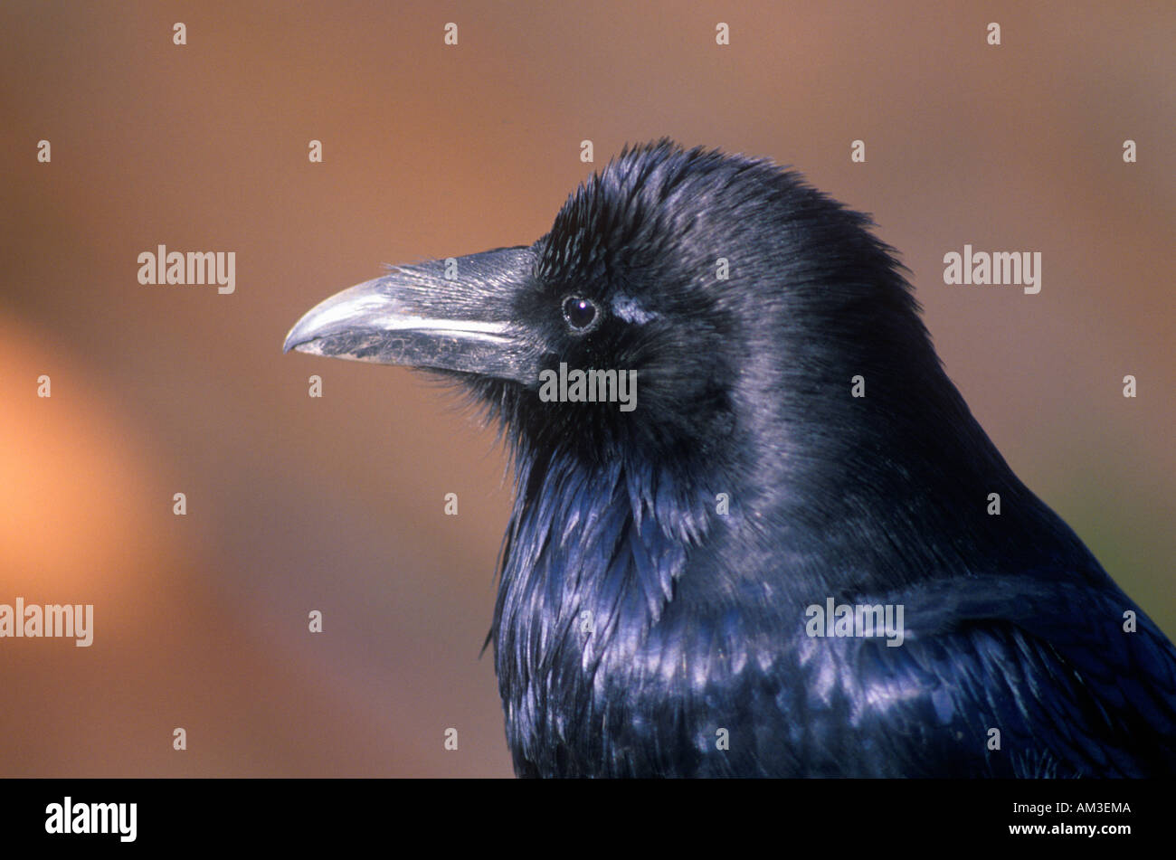 The black crow hi-res stock photography and images - Alamy
