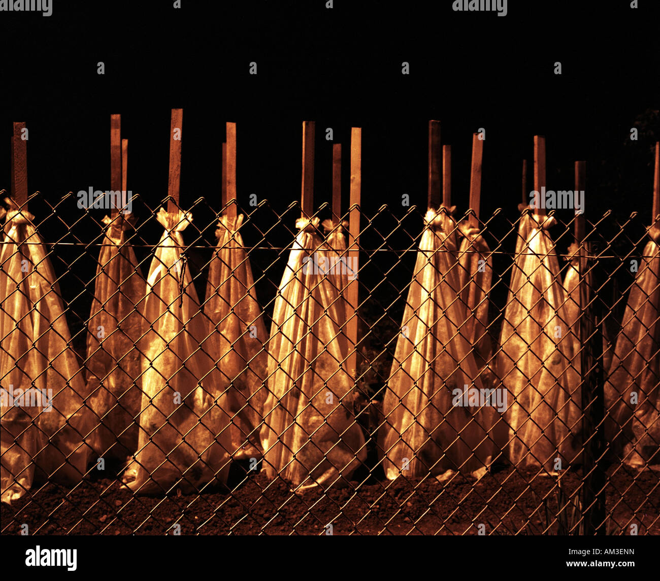 Night shot of protected tomato plants Stock Photo - Alamy