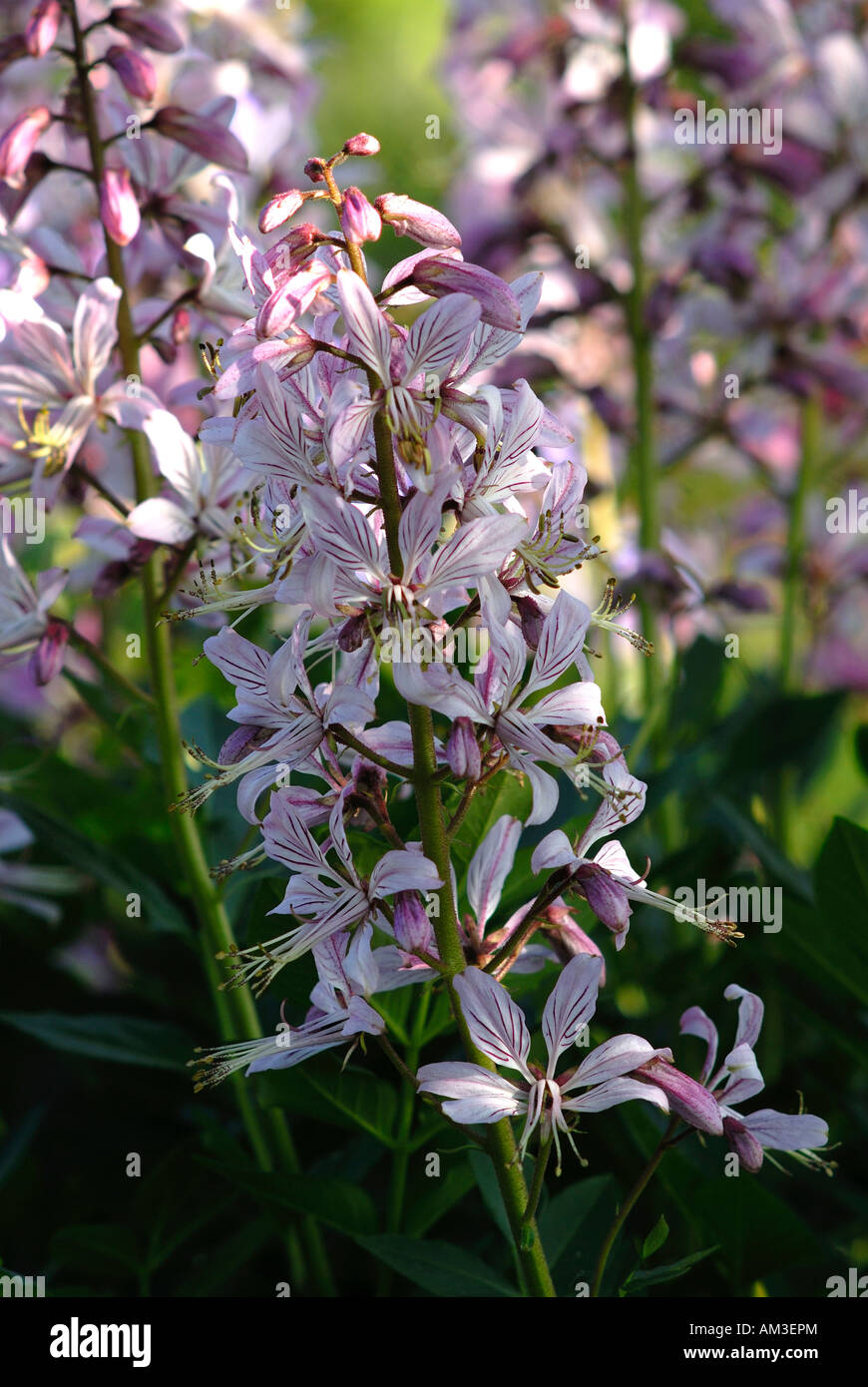 Dictamnus albus, highly protected medicinal plant Stock Photo - Alamy