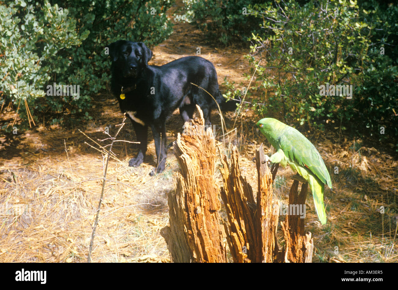 Black dog and green parrot Stock Photo - Alamy