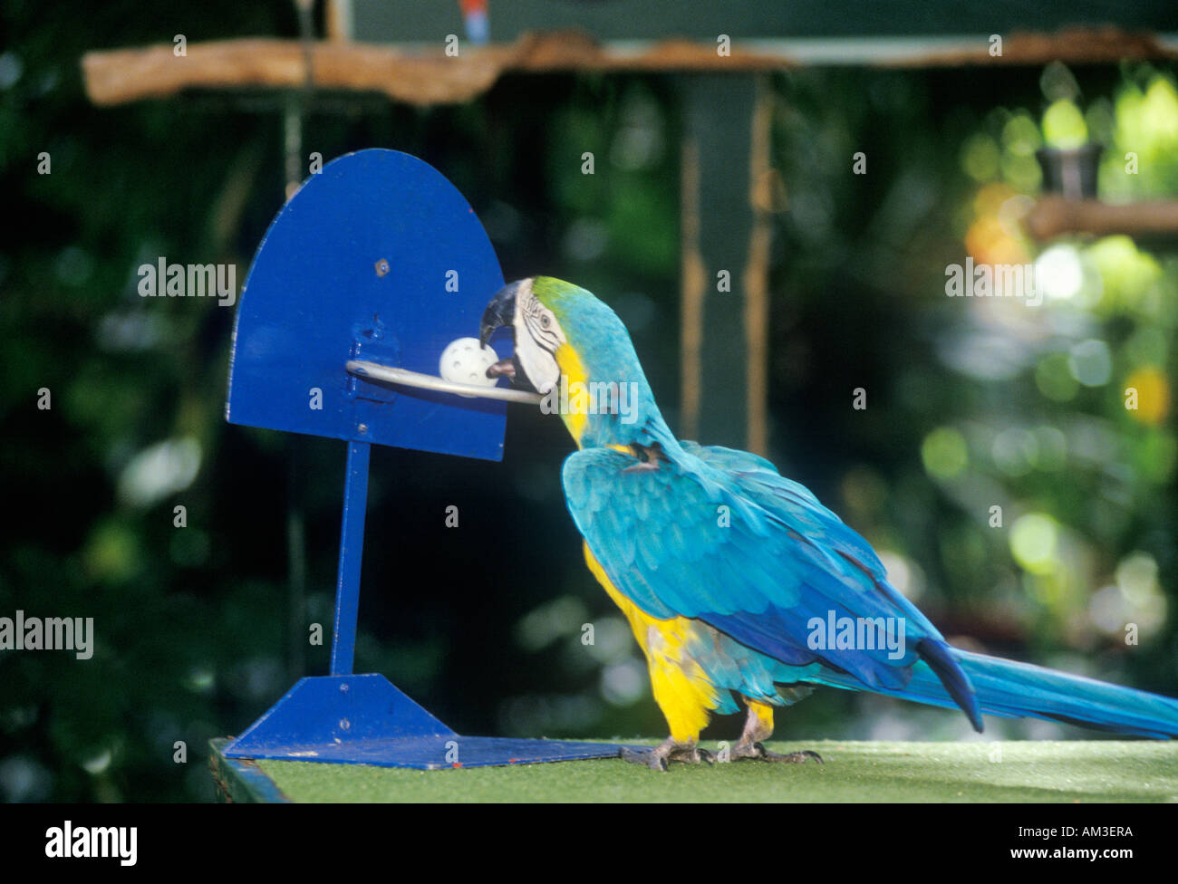 Trained parrot at Sunken Gardens St Petersburg FL Stock Photo - Alamy
