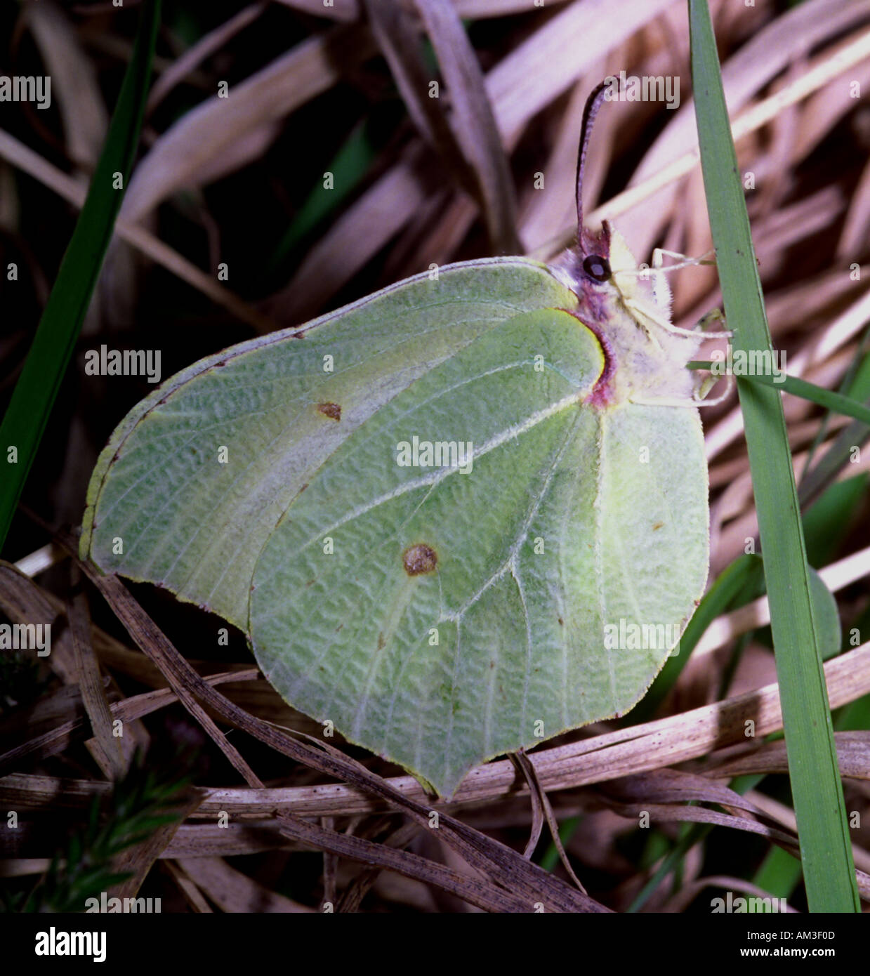 Brimstone butterfly female Stock Photo - Alamy