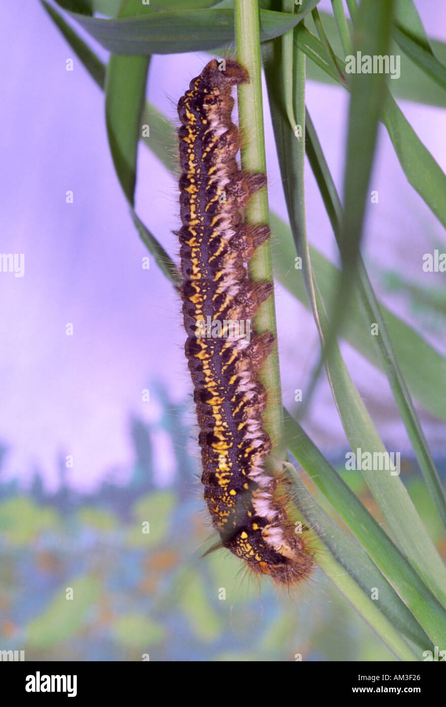 Moth life cycle uk hi-res stock photography and images - Alamy
