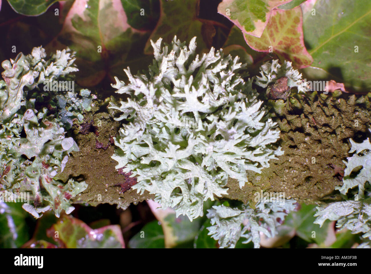 Temperate woodland uk lichen hi-res stock photography and images - Alamy