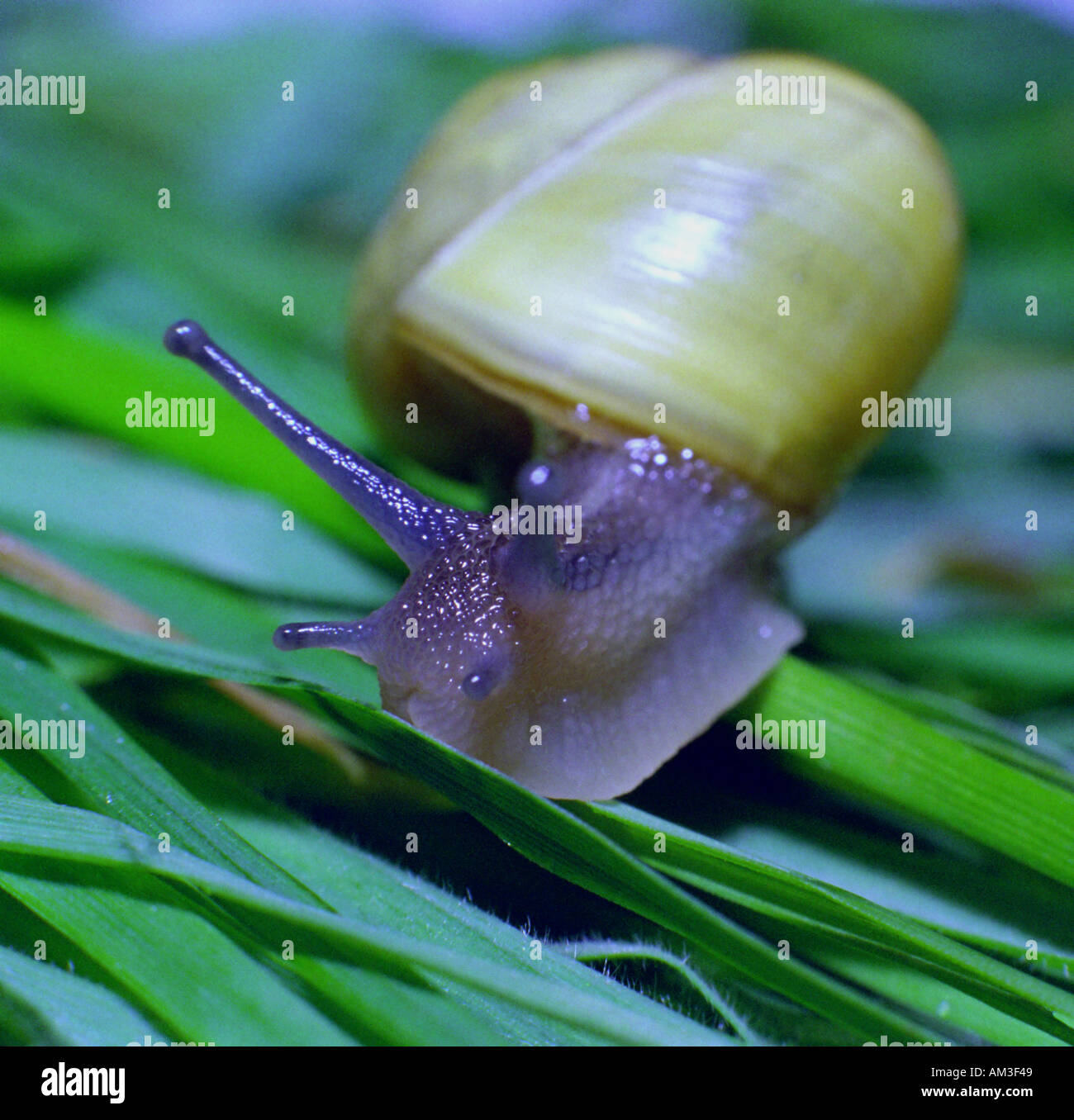 snail on grass Stock Photo - Alamy