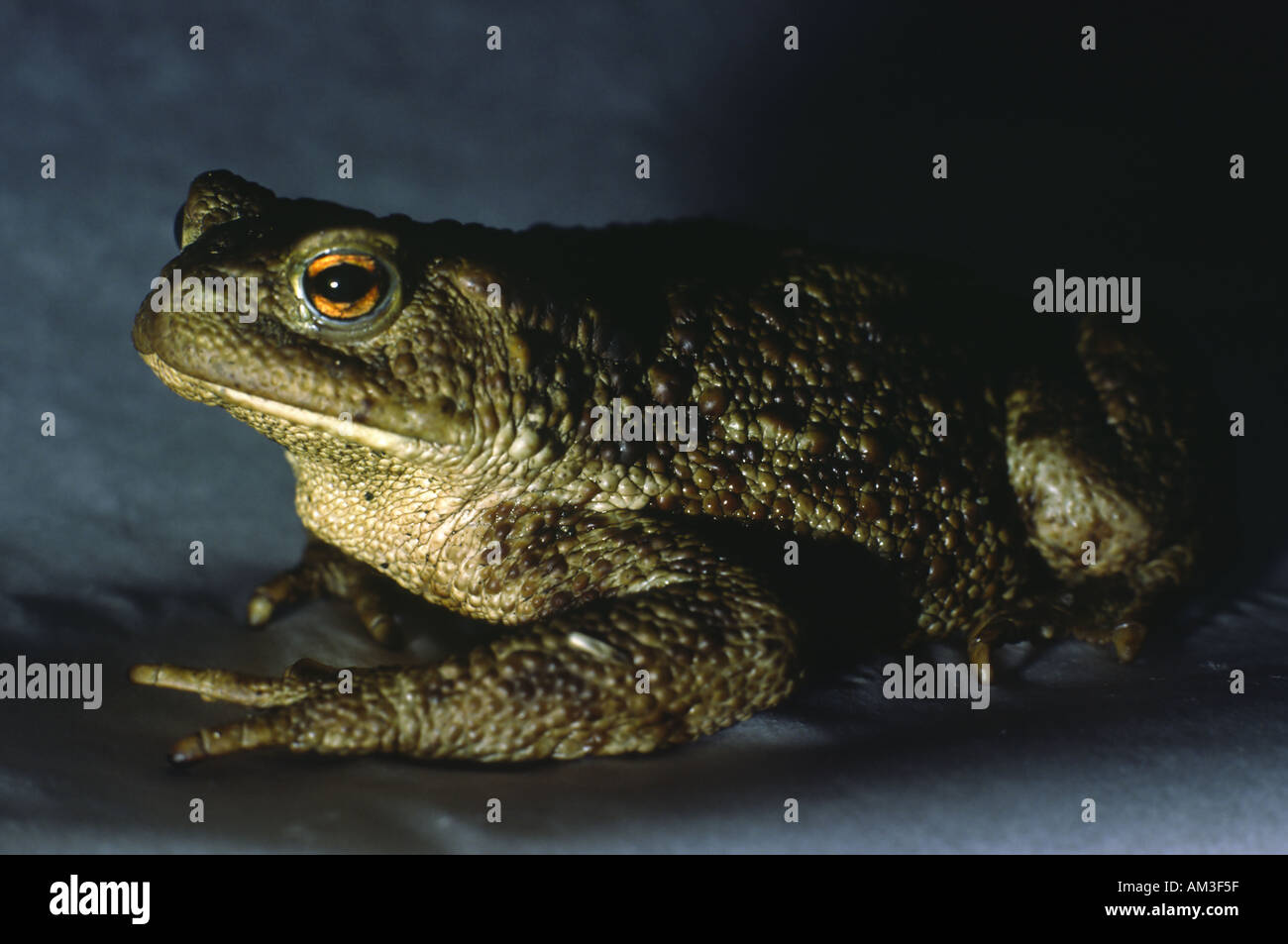 Golden toad hi-res stock photography and images - Alamy