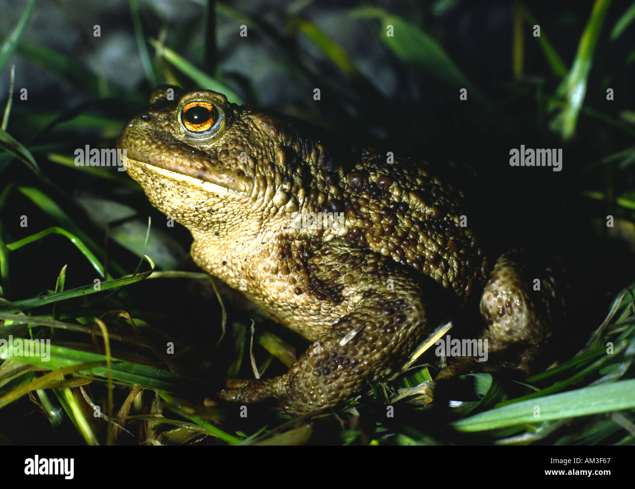Golden toad hi-res stock photography and images - Alamy