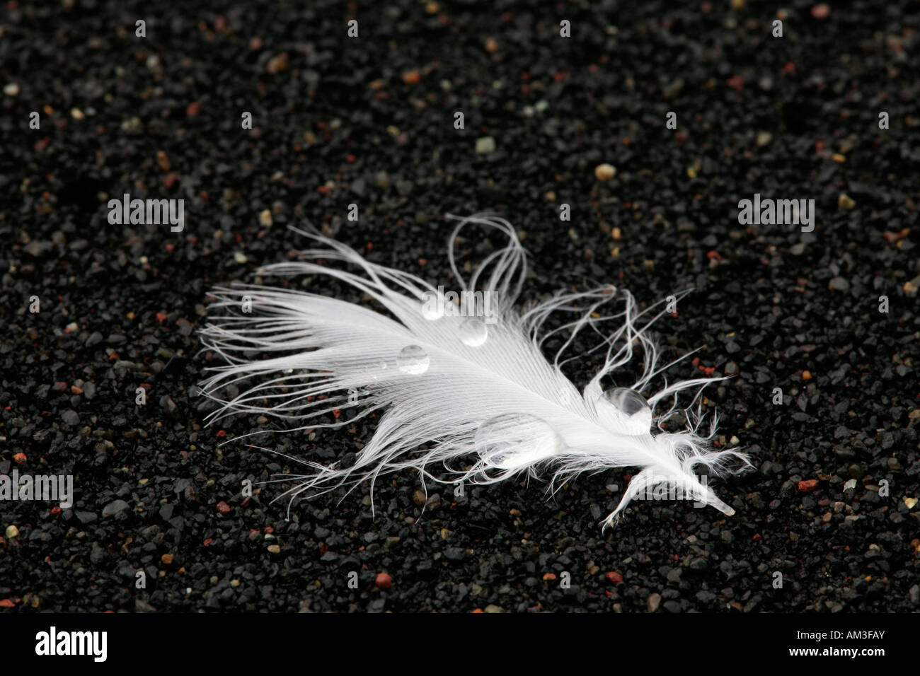 water droplets on a feather of an arctic tern on the black beach in Vík ...