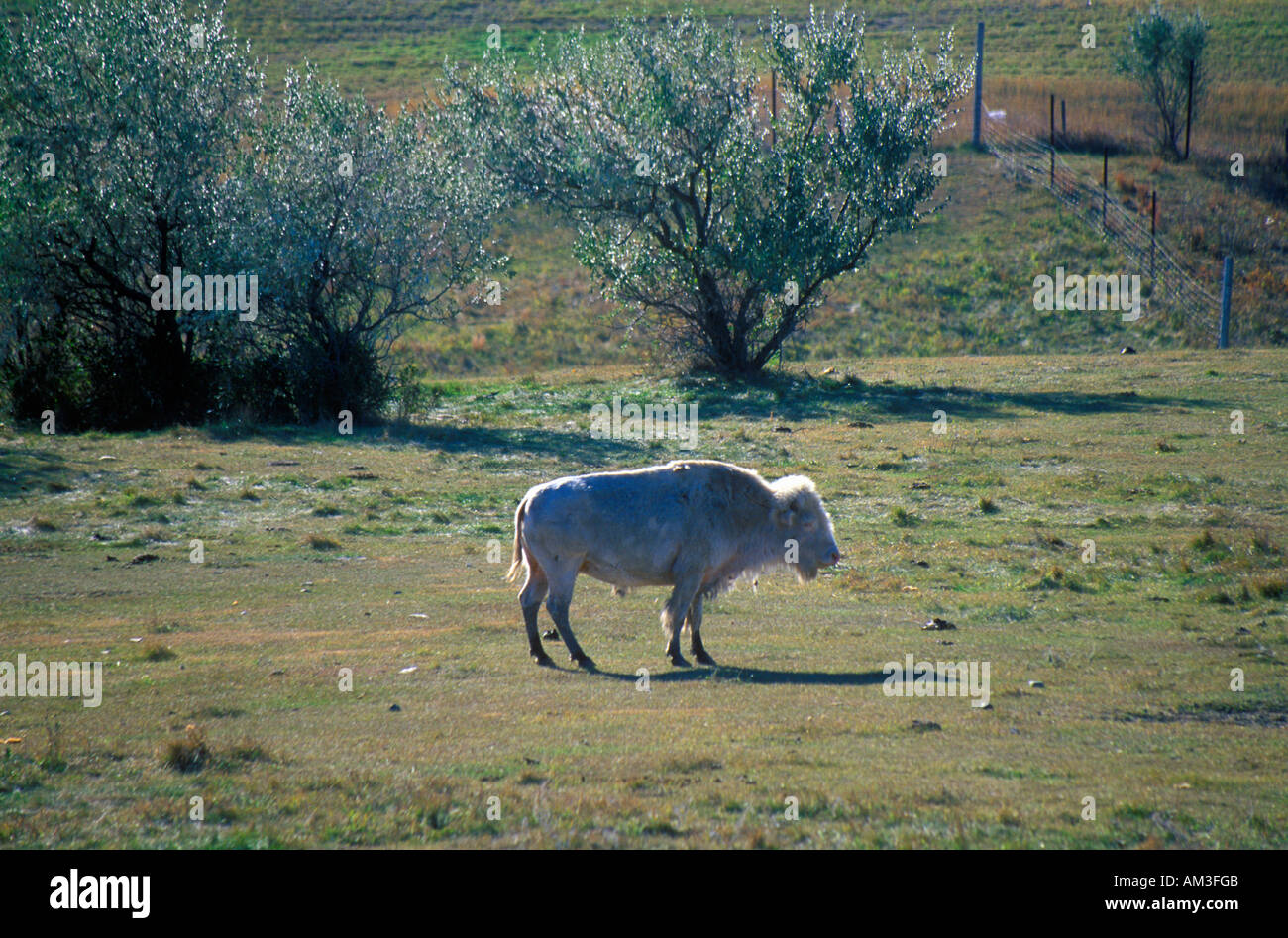 Sacred white bison hi-res stock photography and images - Alamy