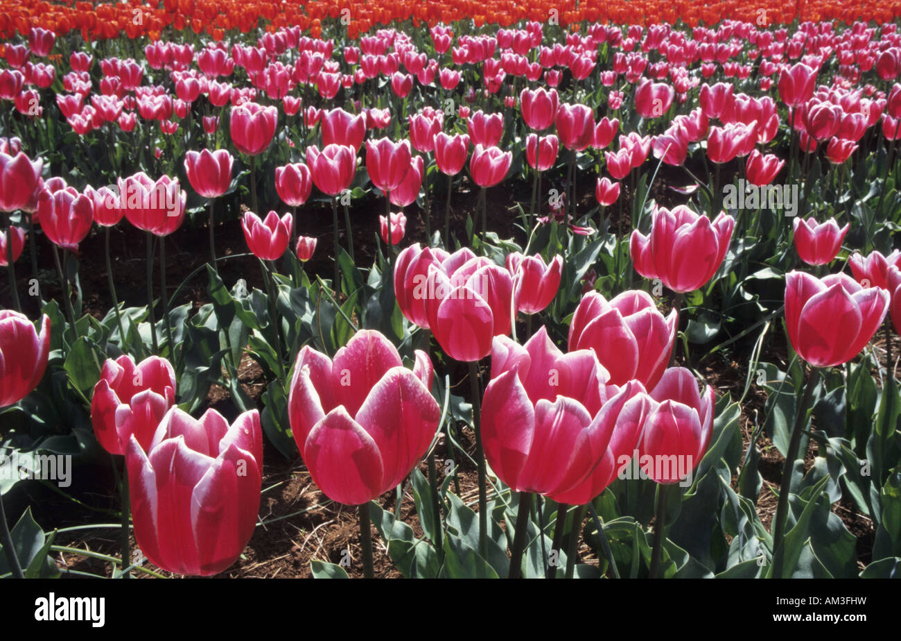 Tulip in tasmania hi-res stock photography and images - Alamy