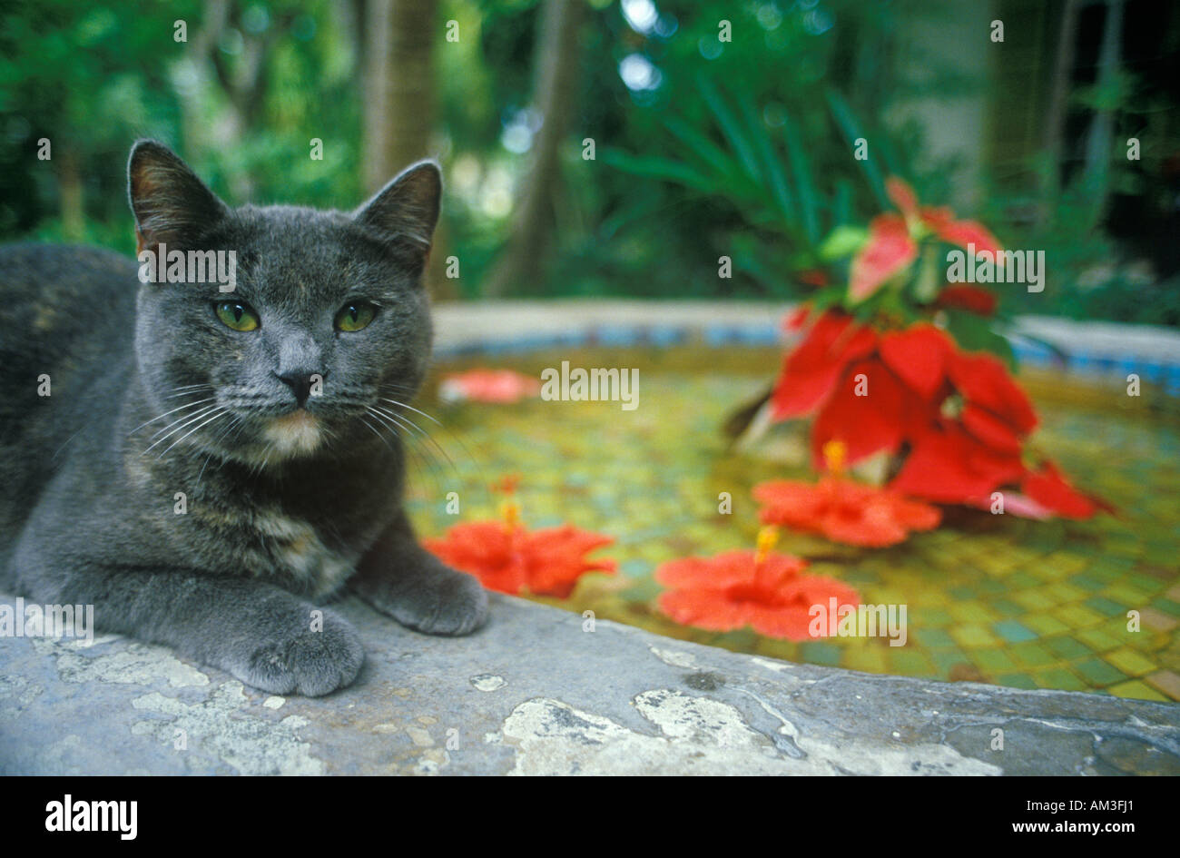 Hemingway cat hi-res stock photography and images - Alamy