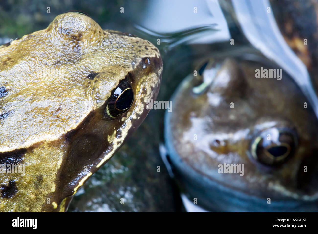 Slime slimey habitat animals hi-res stock photography and images - Alamy