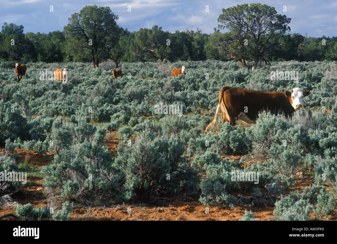 Open range grazing cattle UT Stock Photo - Alamy