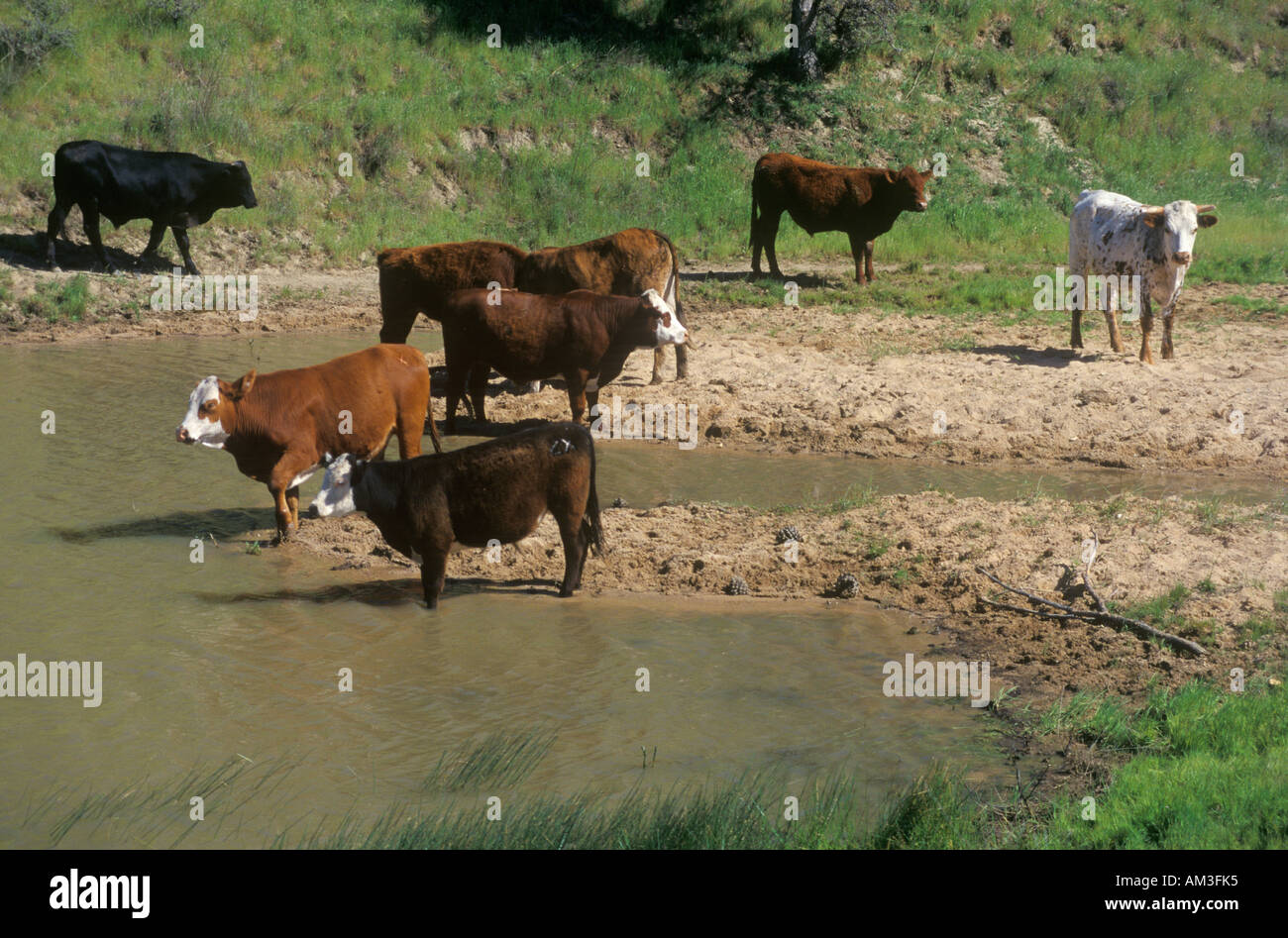 Cattle drinking out of stream Central CA Stock Photo - Alamy