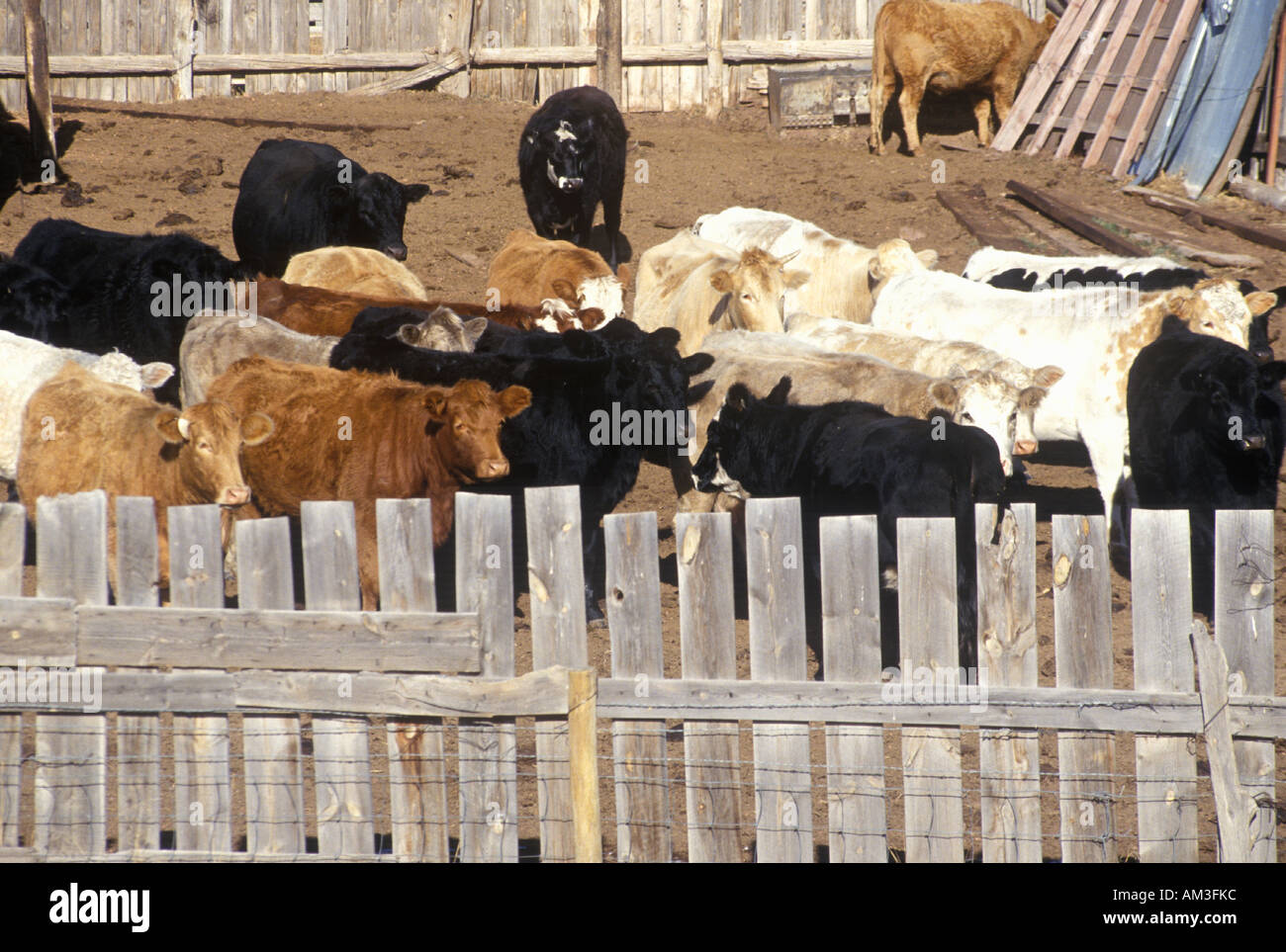 Pen cattle hi-res stock photography and images - Alamy