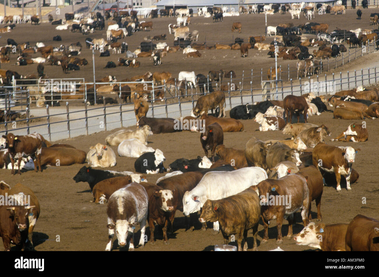 Cattle feed lots Stock Photo - Alamy