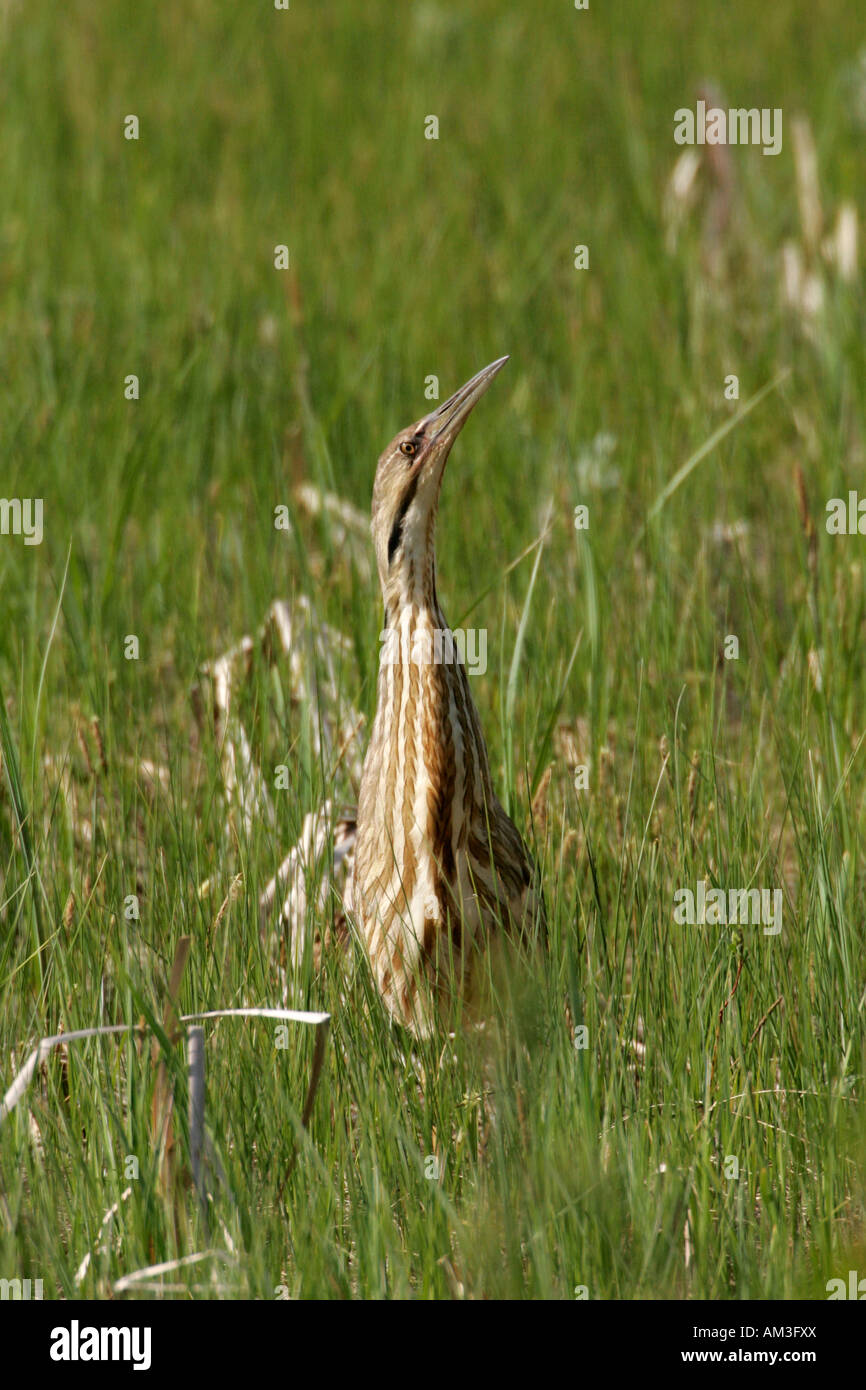American bittern bird hi-res stock photography and images - Alamy