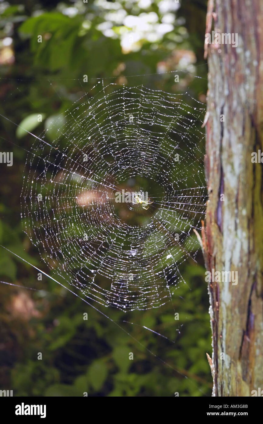 Spider web in the forest glistening in the sunlight Stock Photo - Alamy