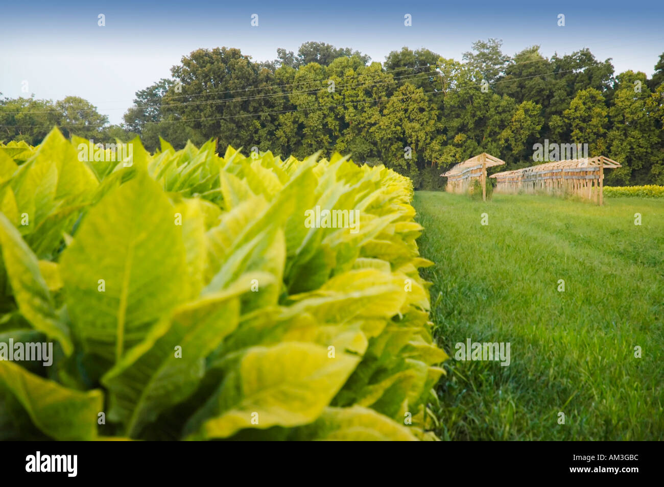 Burley tobacco hi-res stock photography and images - Alamy