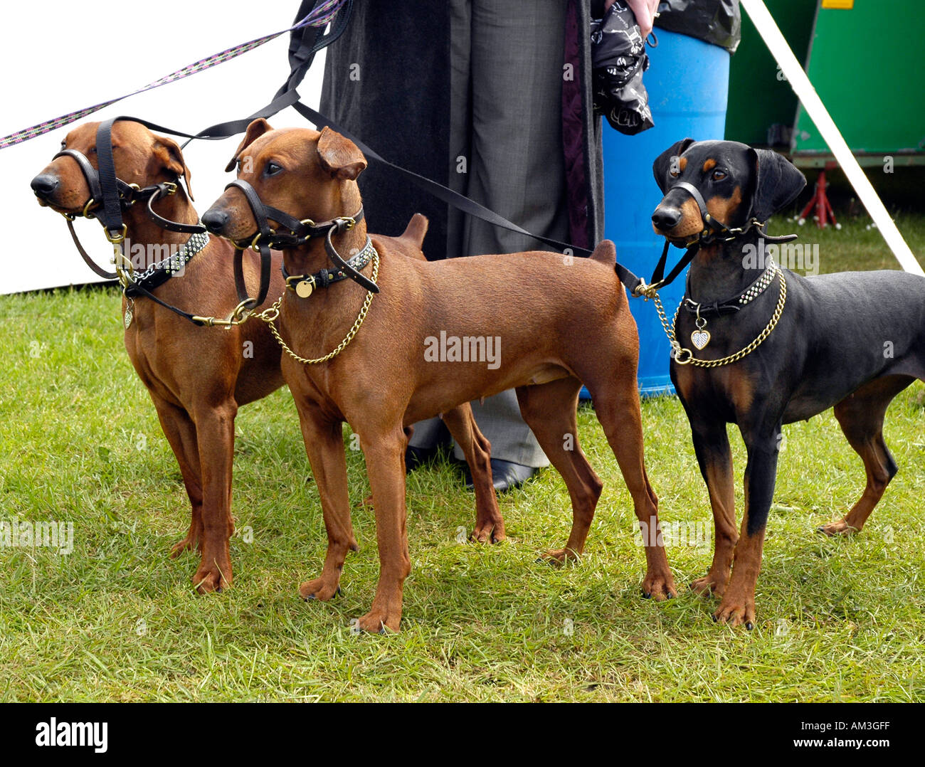 Scottish kennel club show hi-res stock photography and images - Alamy