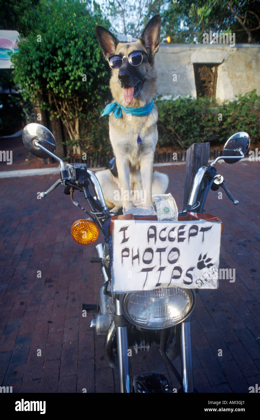 West german breed hi-res stock photography and images - Alamy