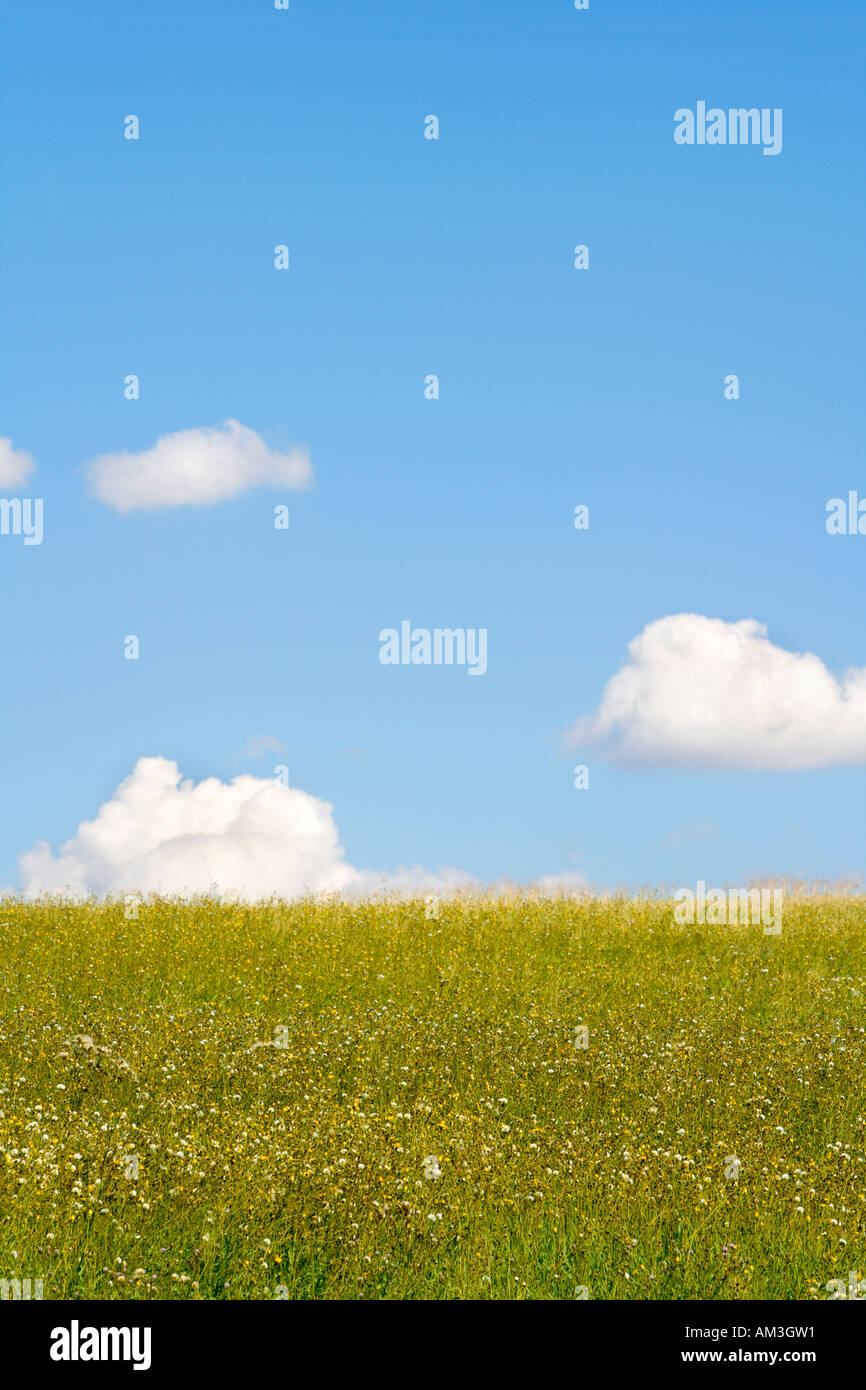 CONCEPTS MEADOW BLUE SKY WHITE CLOUDS Stock Photo - Alamy