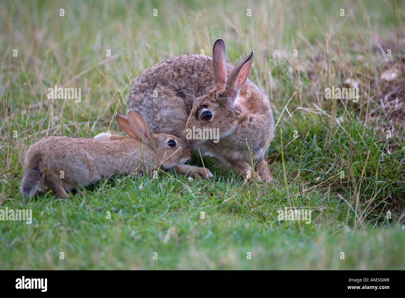 Warren burrows hi-res stock photography and images - Alamy