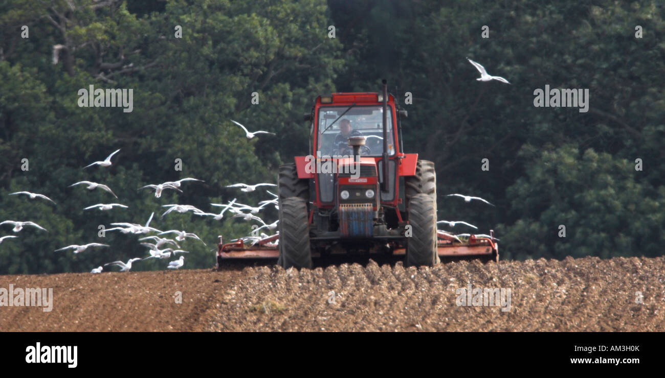 Tractor cultivating arable field with gulls in attendance, Hunstanton ...