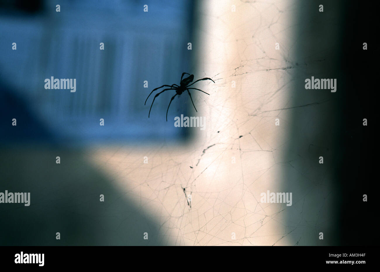 Tanzanian spider hi-res stock photography and images - Alamy
