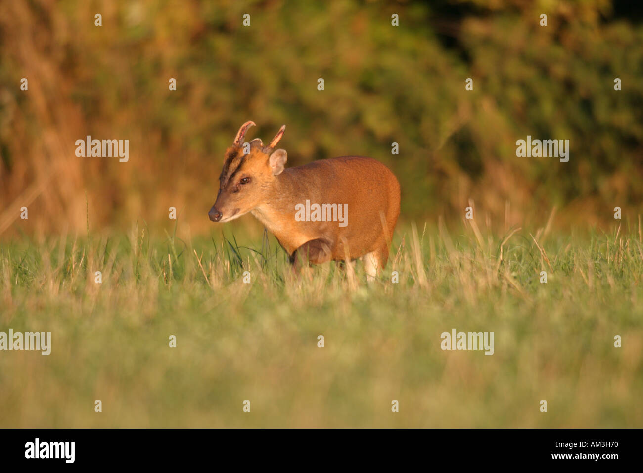 Muntjac Deer Early morning sun Buckland warren oxfordshire England ...