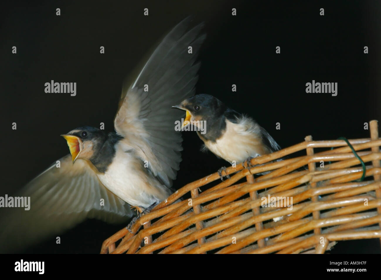 Two flying insects hi-res stock photography and images - Alamy