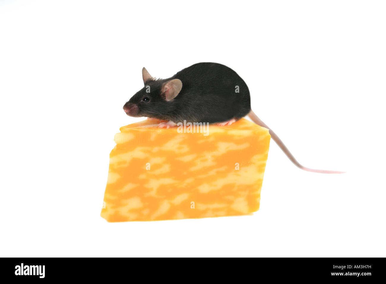 Black mouse on top of a wedge of Colby Jack cheese isolated Stock Photo ...