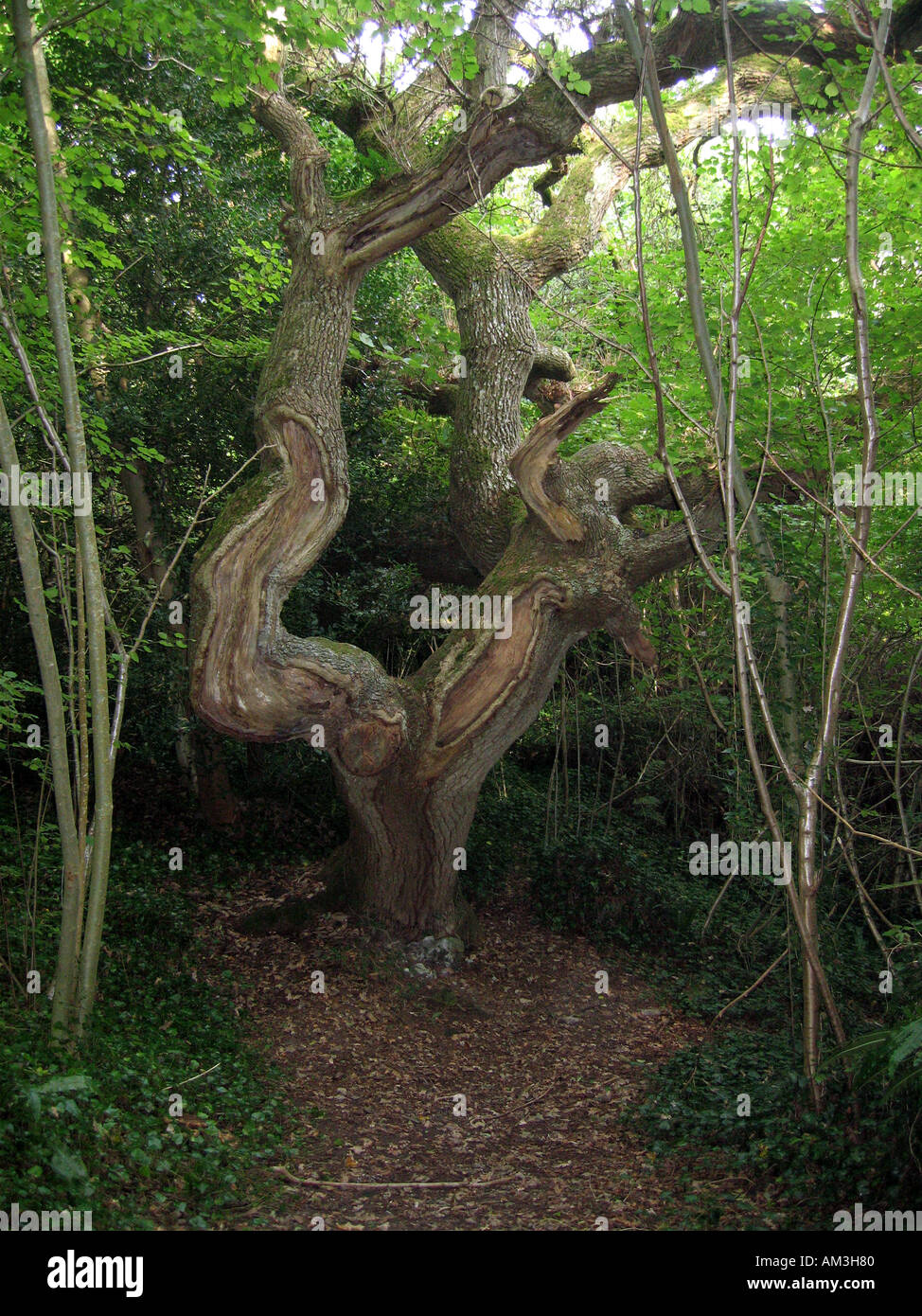 Split tree hi-res stock photography and images - Alamy