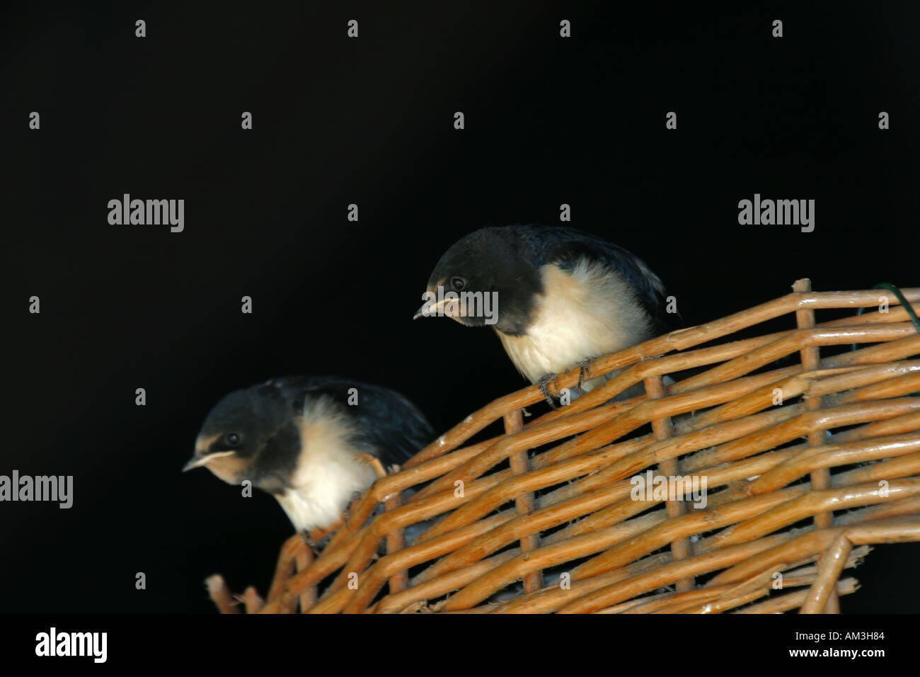 Two young swallows watching a fly Hirundo Rustica Stock Photo - Alamy
