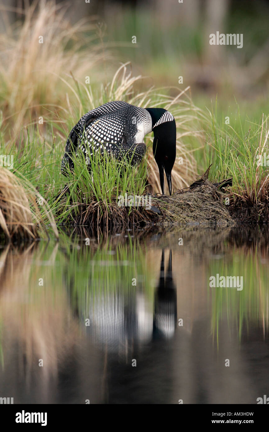 Nesting Common Loon or Northern Diver turning it's eggs Stock Photo - Alamy
