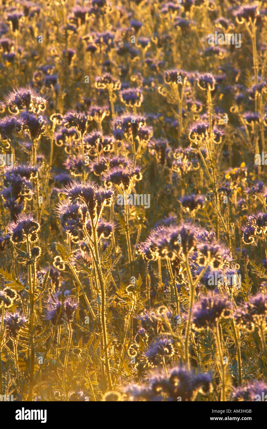 FIELD OF PHACELIA Stock Photo - Alamy