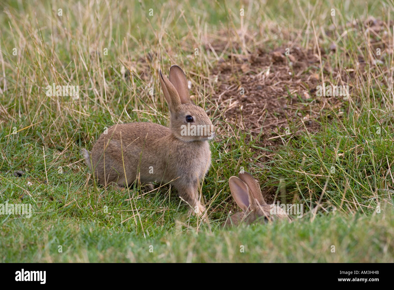 Rabbit Oryctolaous cuniculus outside burrow Stock Photo - Alamy