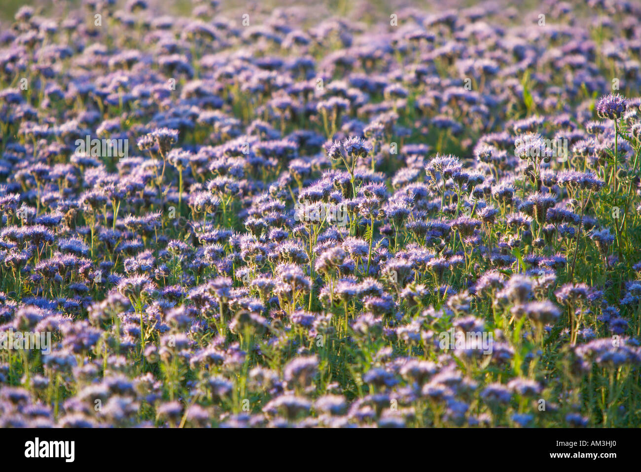 FIELD OF PHACELIA Stock Photo - Alamy