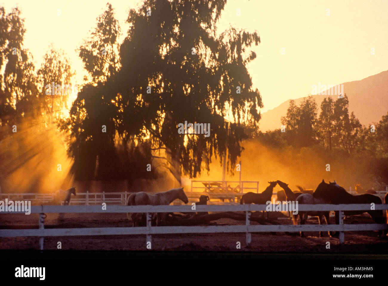 Horses to color in hi-res stock photography and images - Alamy