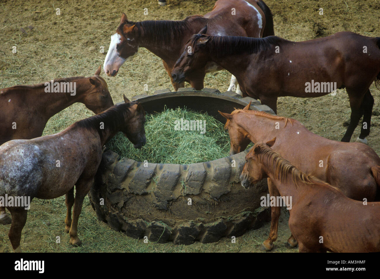 Horses feeding Cotton Club Horse Ranch Malibu CA Stock Photo - Alamy