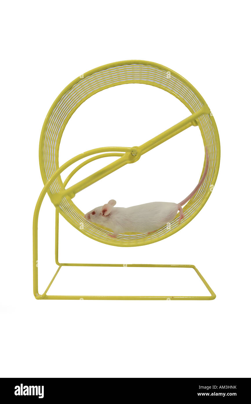 Mouse at feet Cut Out Stock Images & Pictures - Alamy