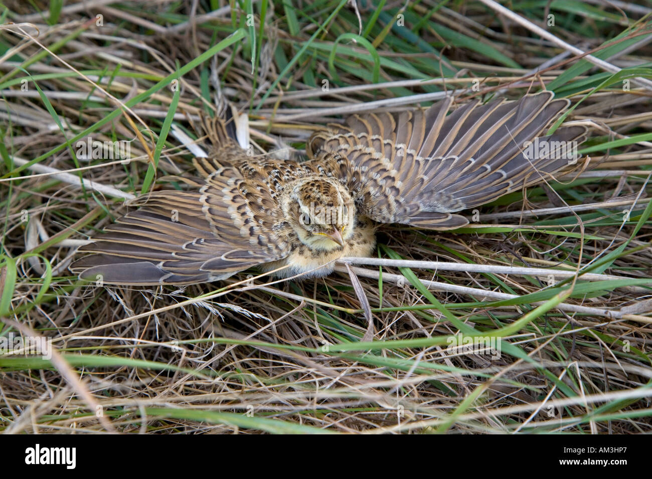 Alauda arvensis alaudidae family hi-res stock photography and images ...