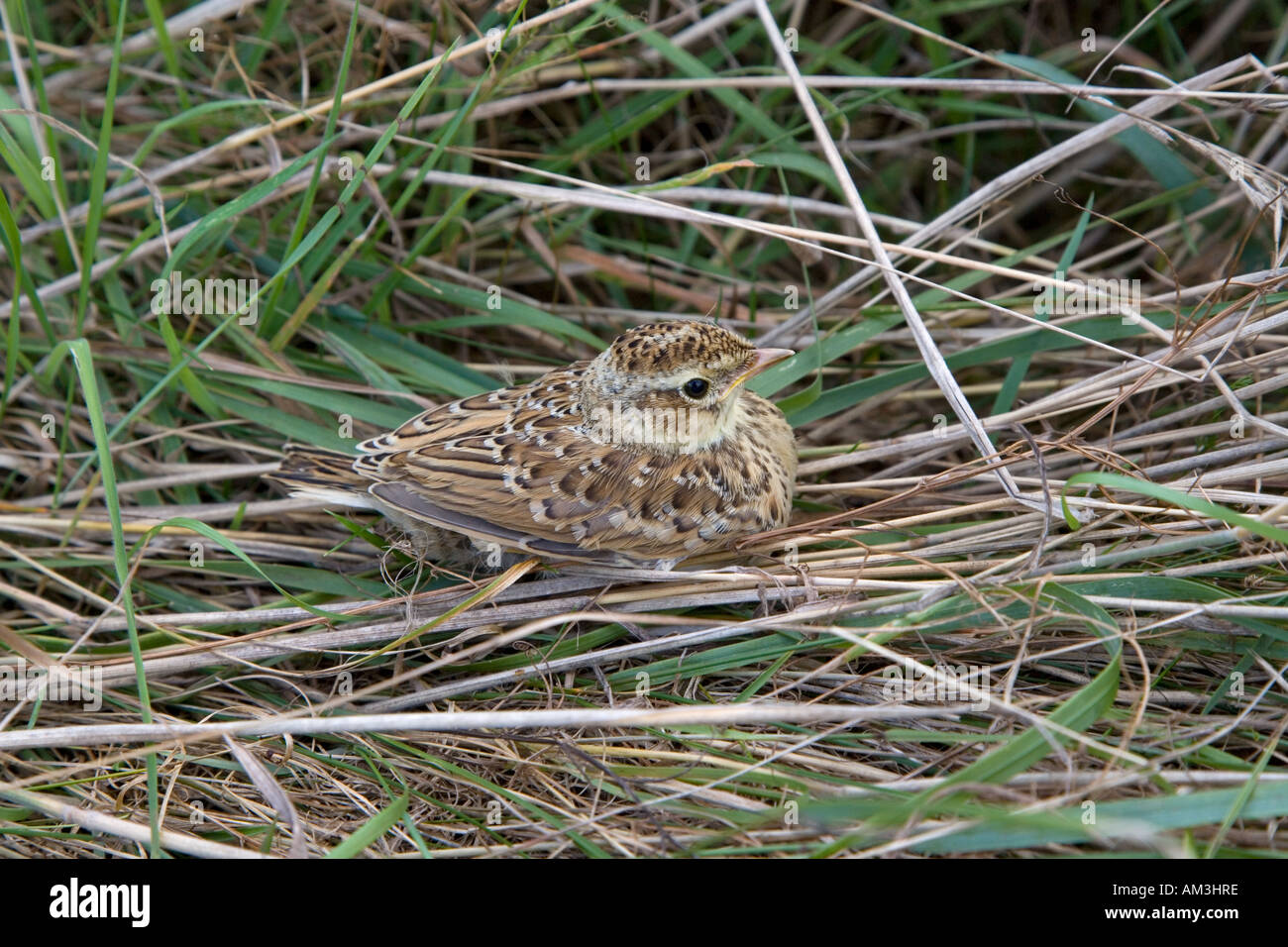 Alauda arvensis alaudidae family hi-res stock photography and images ...